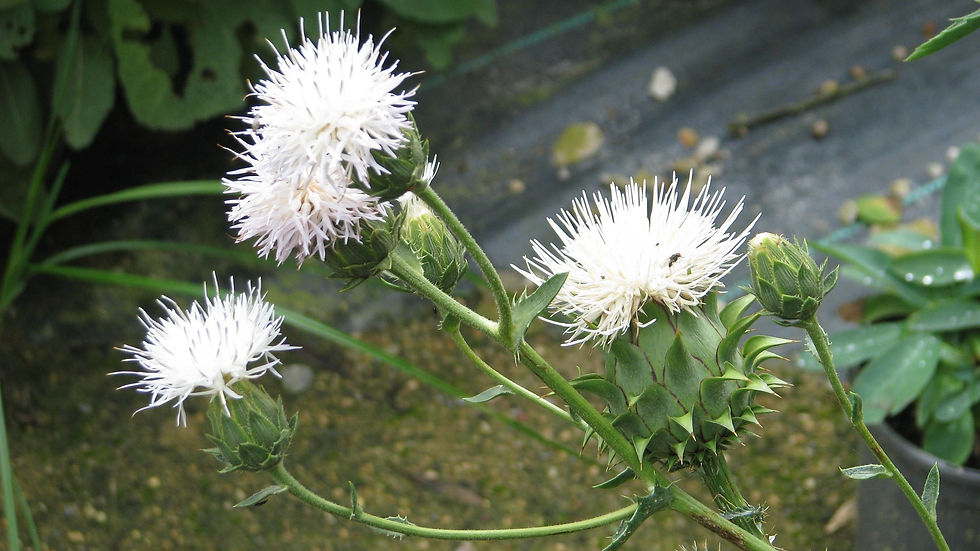 Le Carthame symbolisme