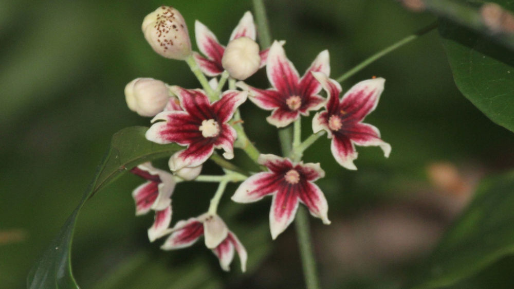 Le Kolatier symbolisme