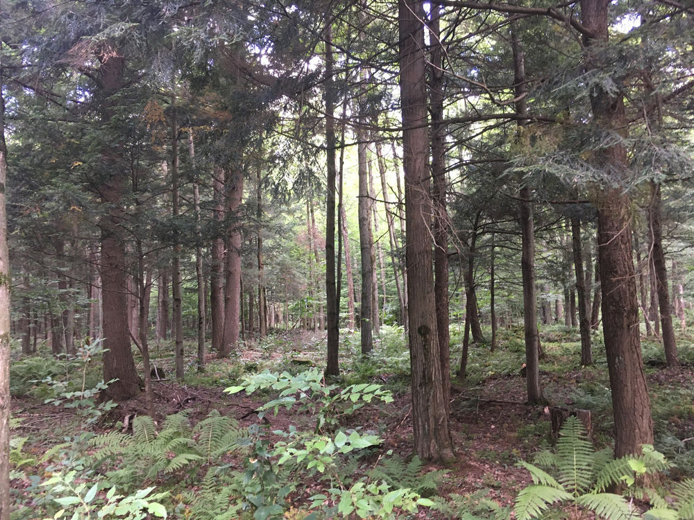 La Pruche symbolisme