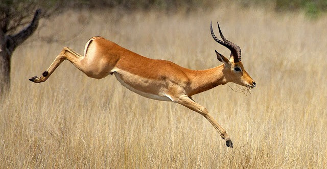 L'Antilope