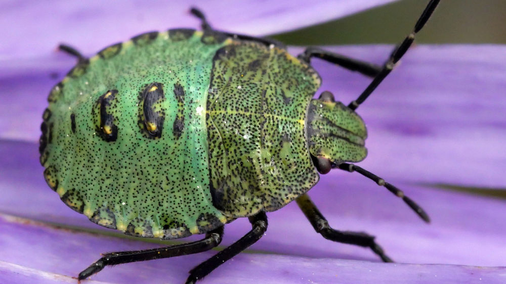 La Punaise symbolisme