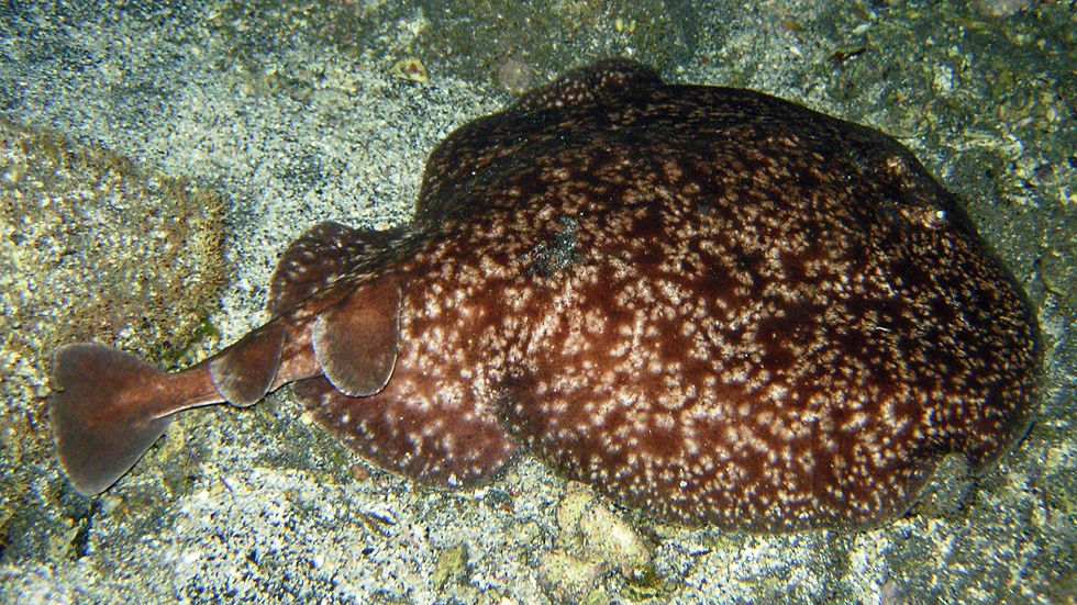 La Torpille symbolisme