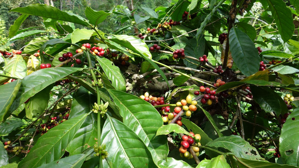 Le Caféier symbolisme