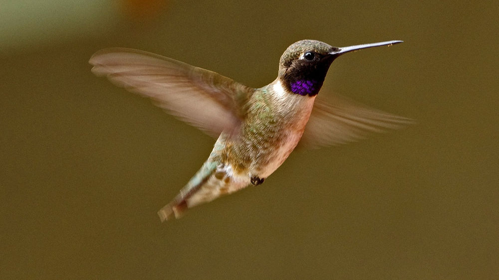Le Colibri symbolisme