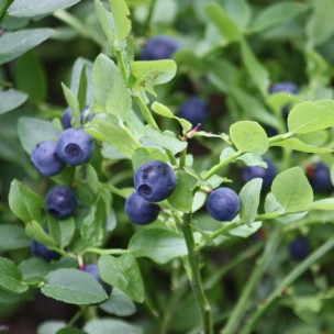 La Myrtille symbolisme