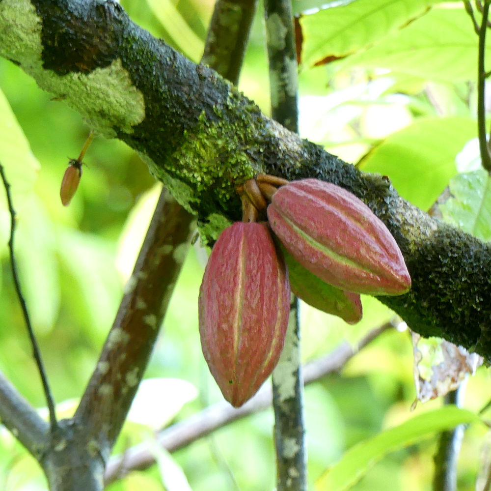 Le Cacaoyer symbolisme
