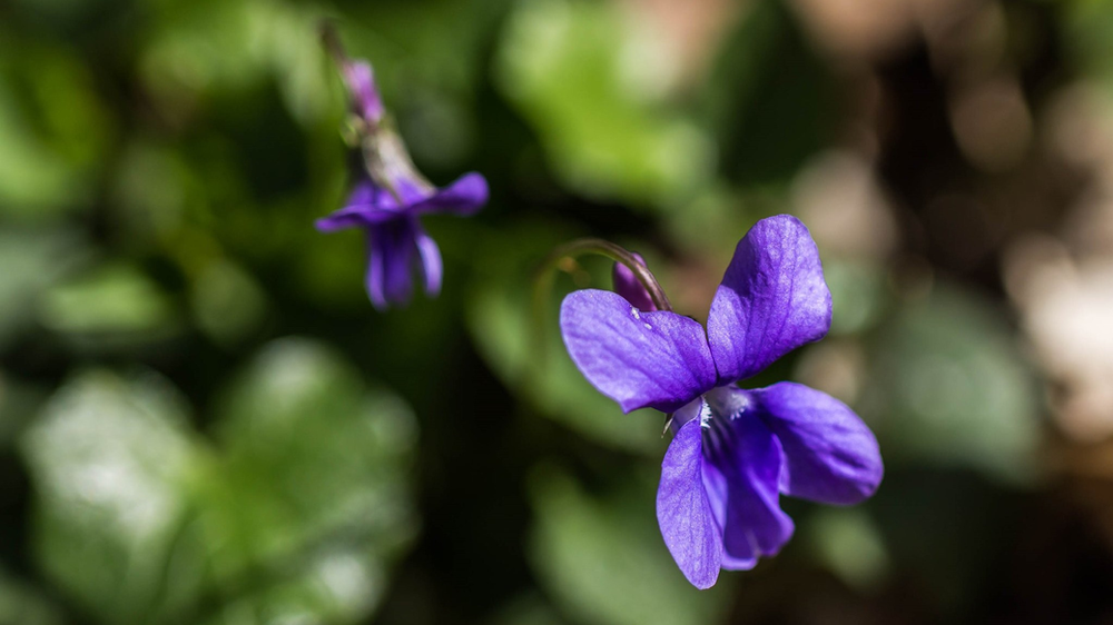 La Violette symbolisme