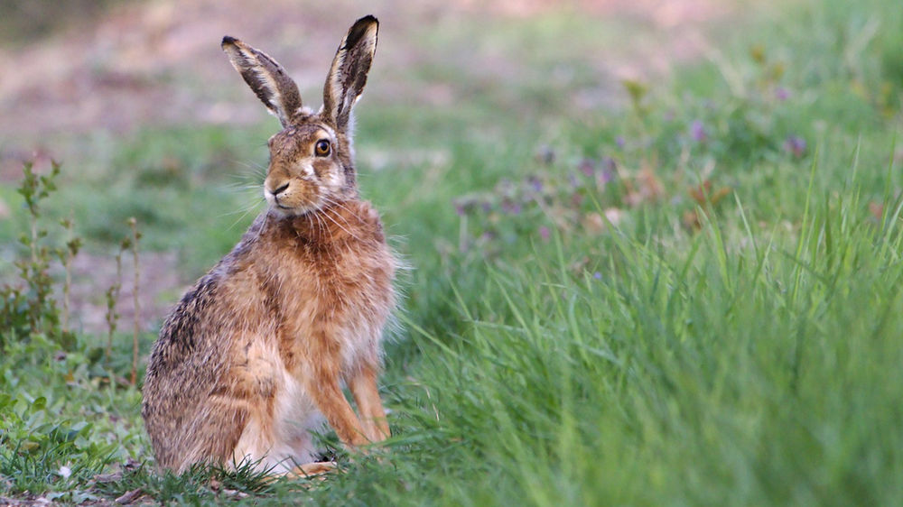 Le Lièvre symbolisme
