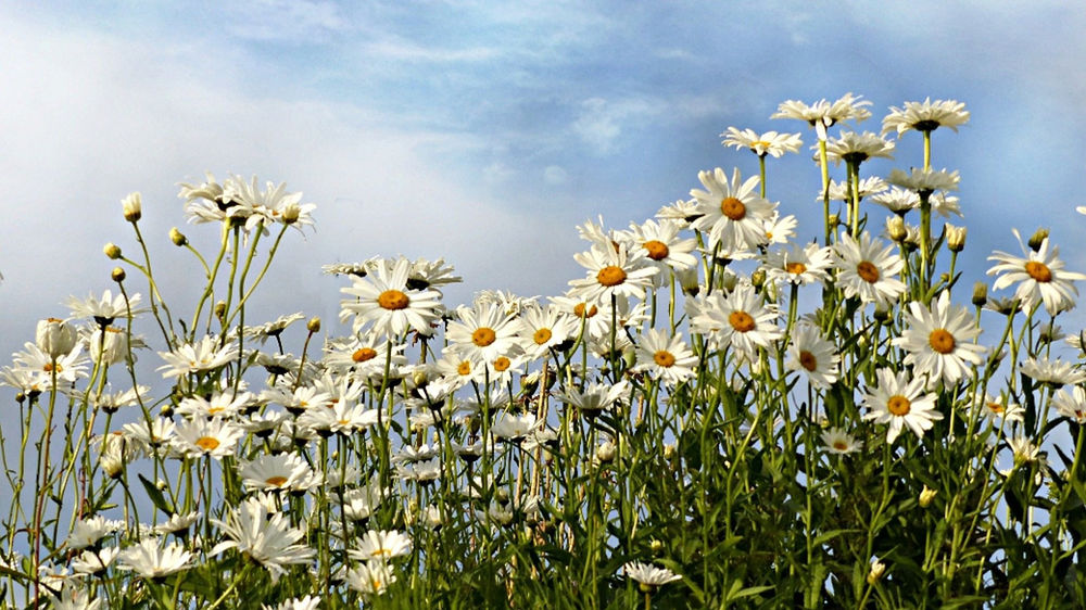 La Marguerite symbolisme