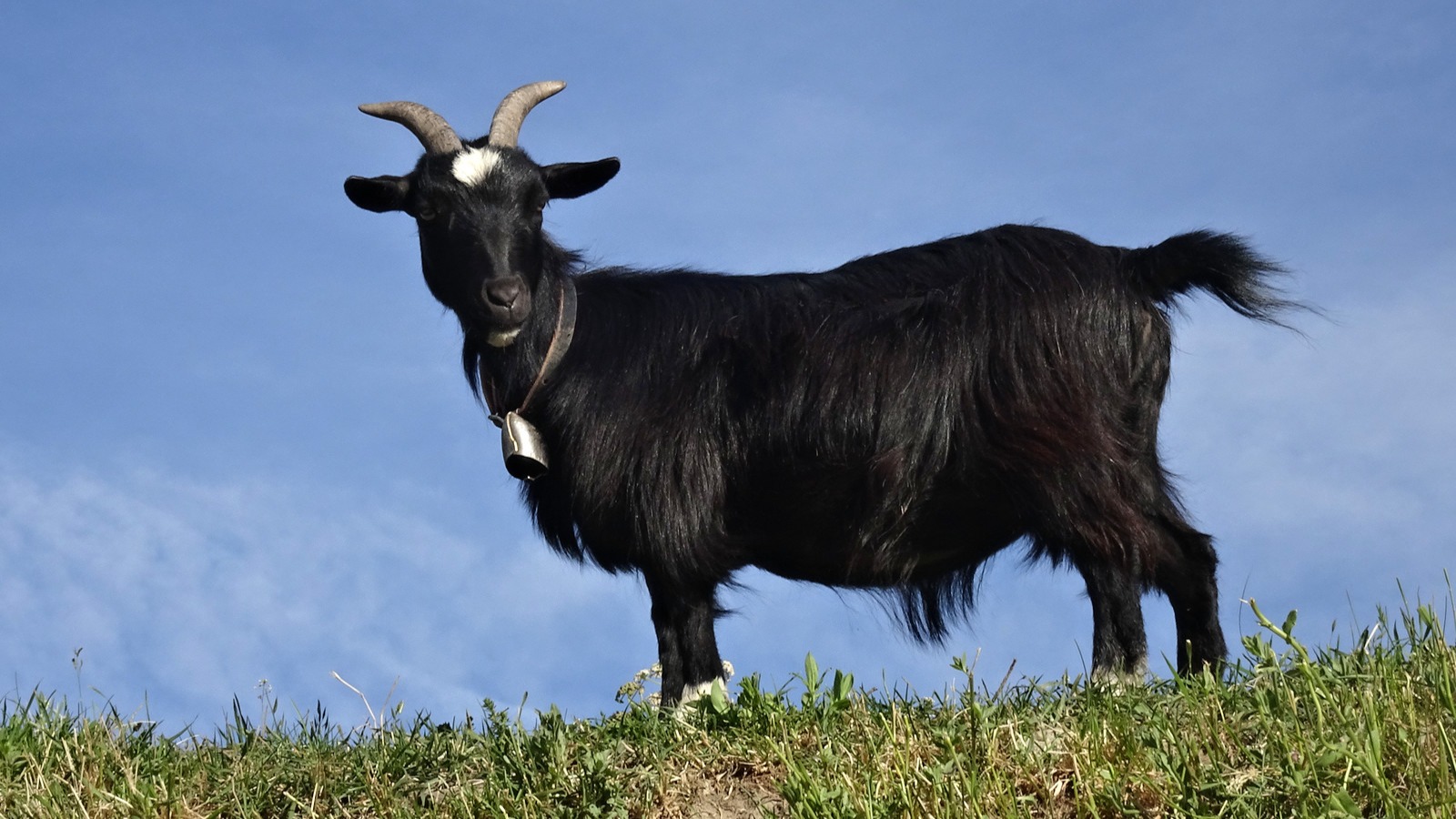 La Chèvre symbolisme