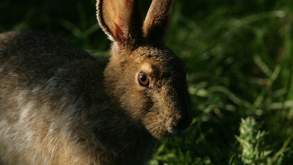 Le Lièvre symbolisme