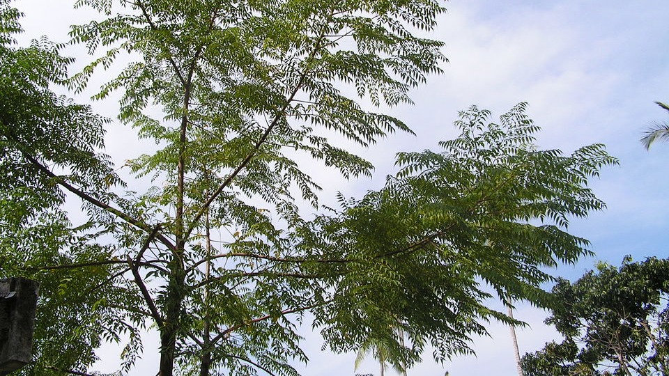 Le Margousier symbolisme