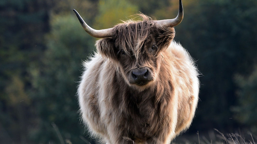 Le Taureau symbolisme