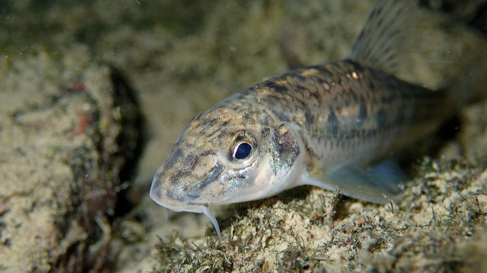 Le Goujon symbolisme