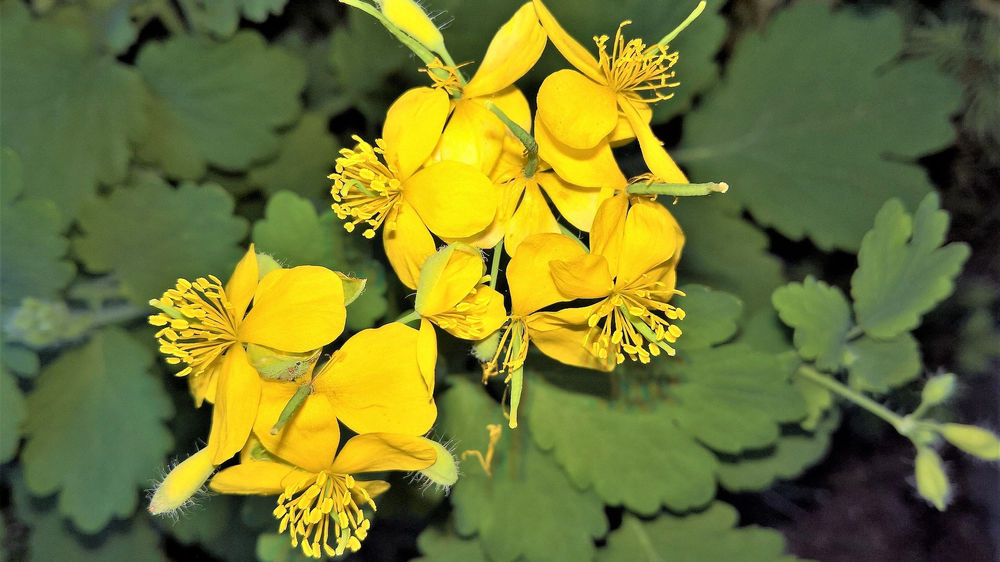 La Chélidoine symbolisme