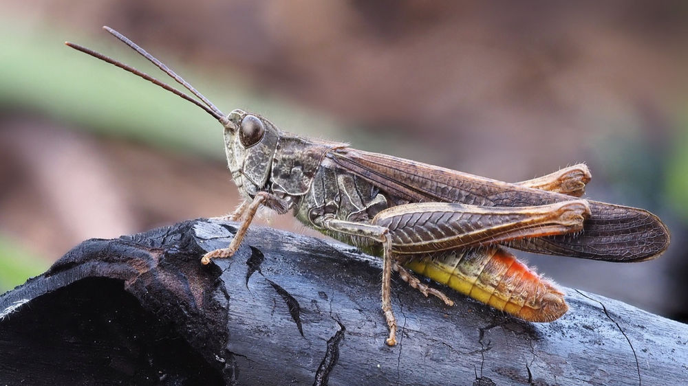 Le Criquet symbolisme