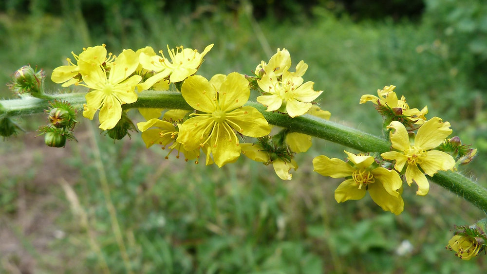 Agrimony Fleur de Bach