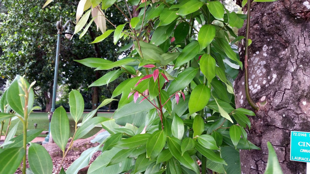 Le Cannelier symbolisme