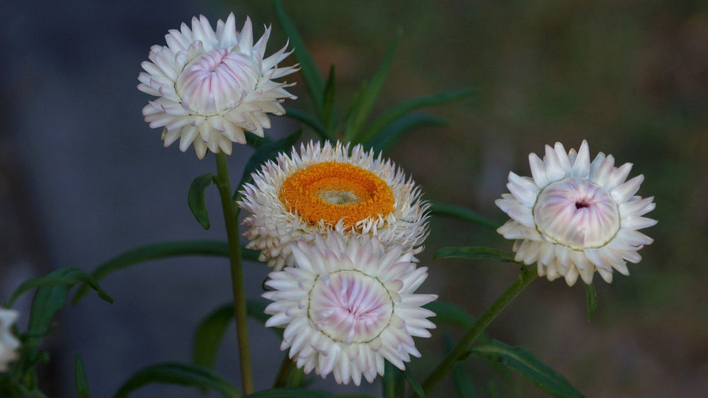 L'Immortelle symbolisme