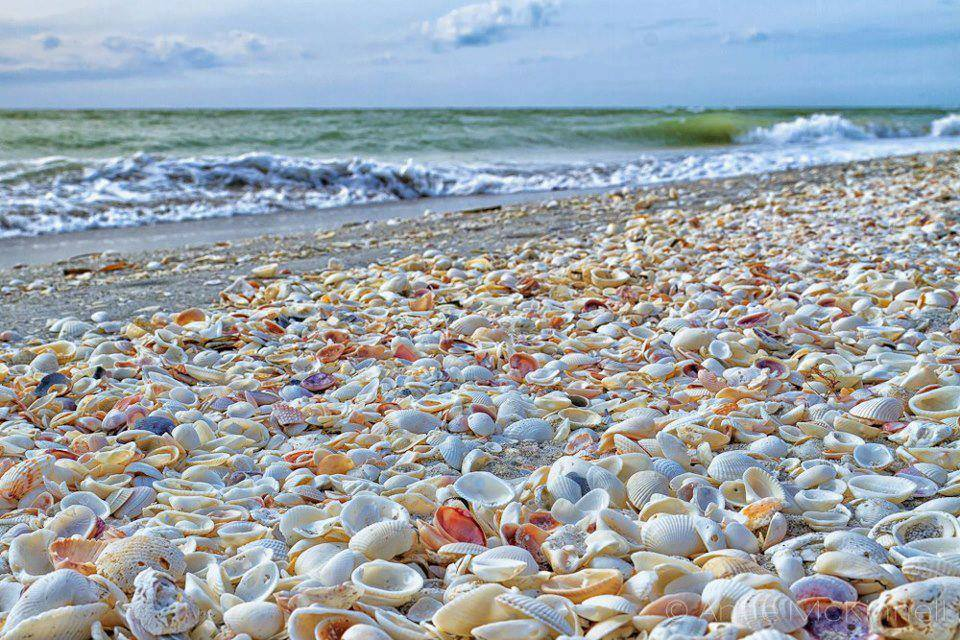 Le Coquillage
