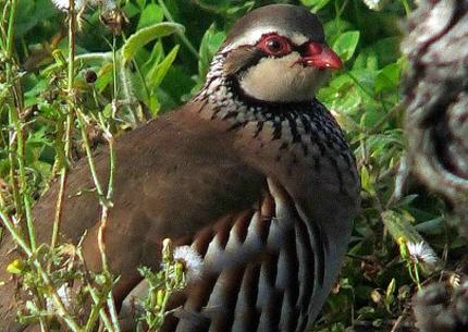 La Perdrix symbolisme