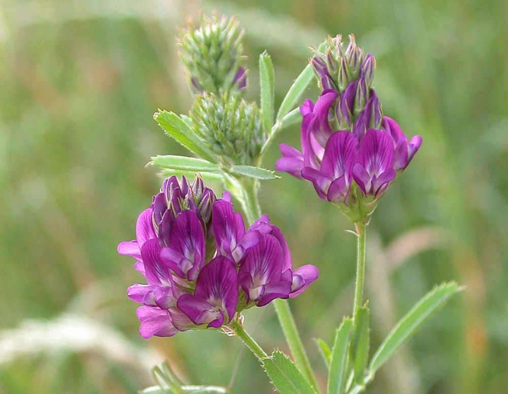 La Luzerne symbolisme