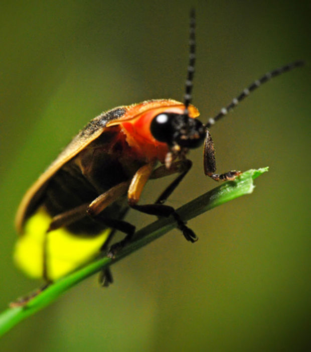 La Luciole ou Ver luisant
