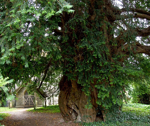 L'If, arbre des morts