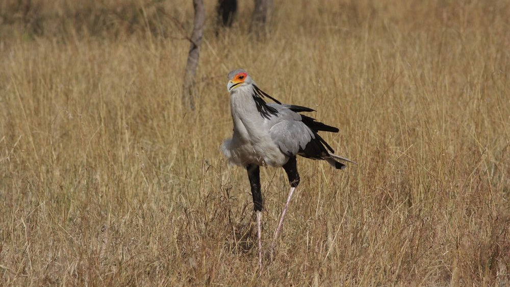 Le Serpentaire symbolisme