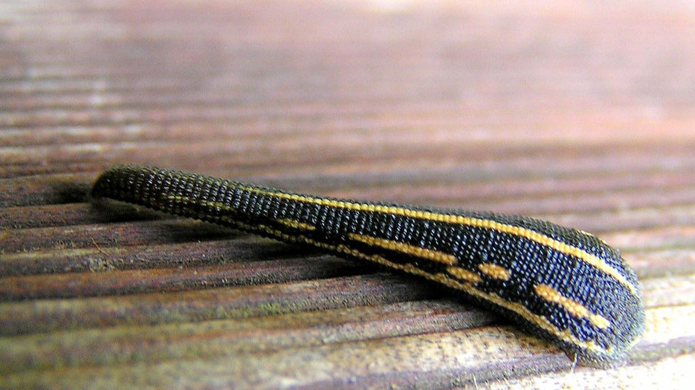 La Sangsue symbolisme