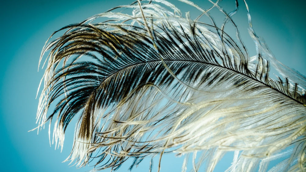 La Plume symbolisme