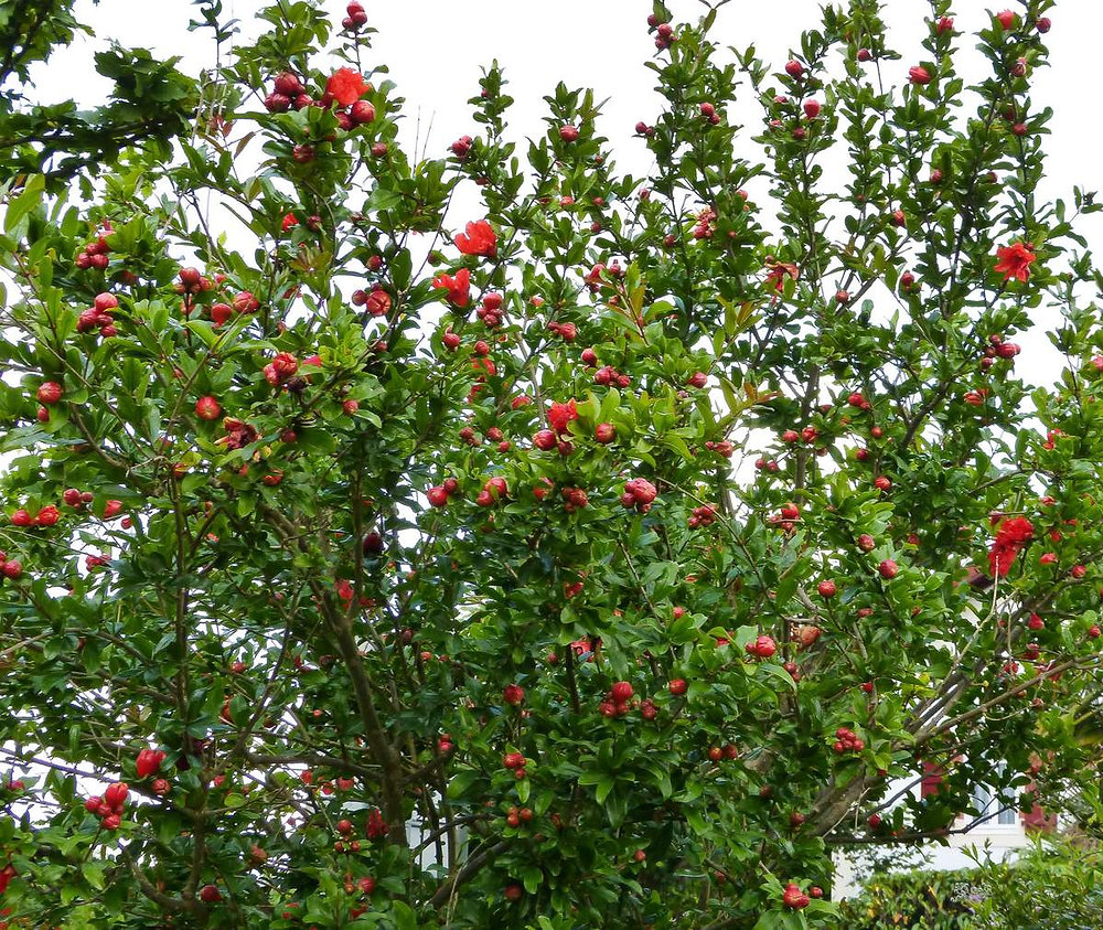 Le Grenadier symbolisme