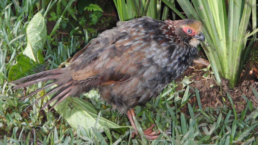 La Caille symbolisme