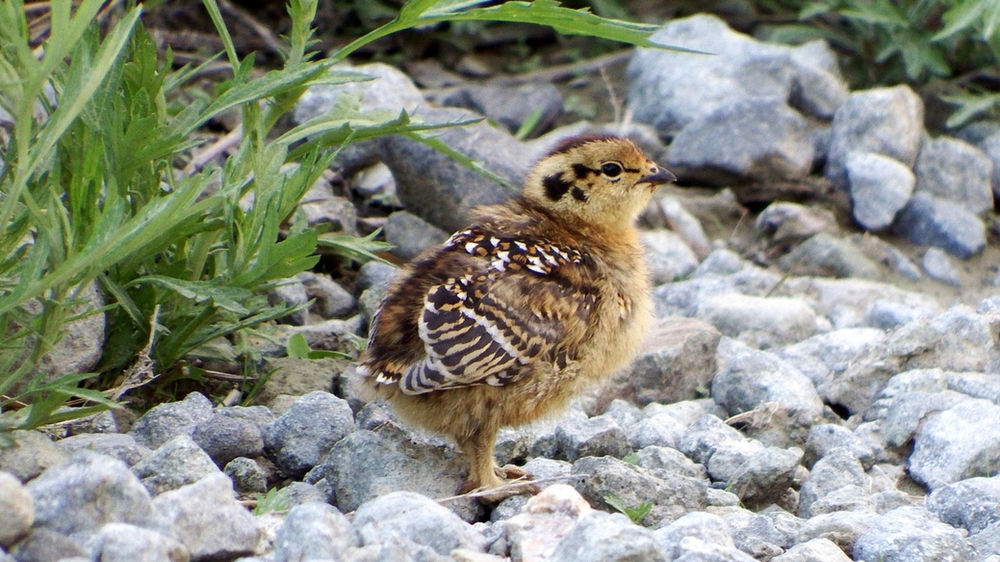 La Perdrix symbolisme