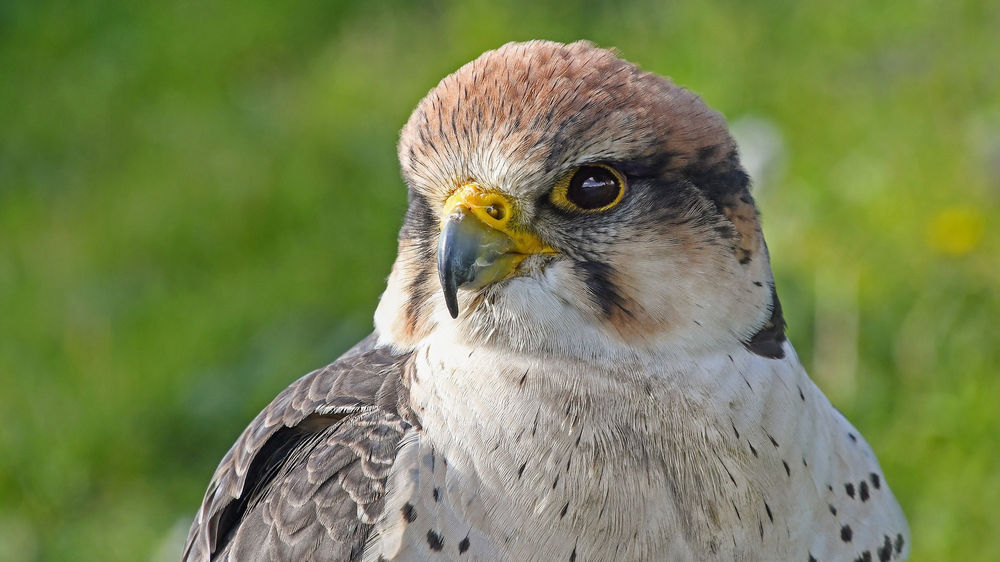 Le Faucon symbolisme