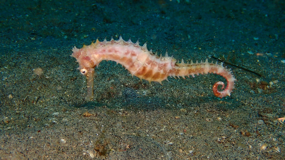 L'Hippocampe symbolisme