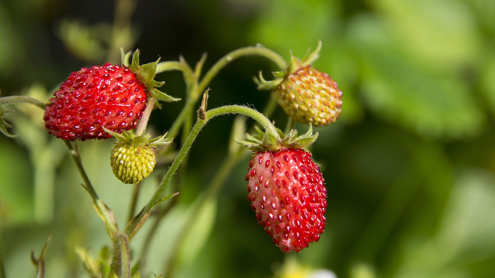 La Fraise symbolisme