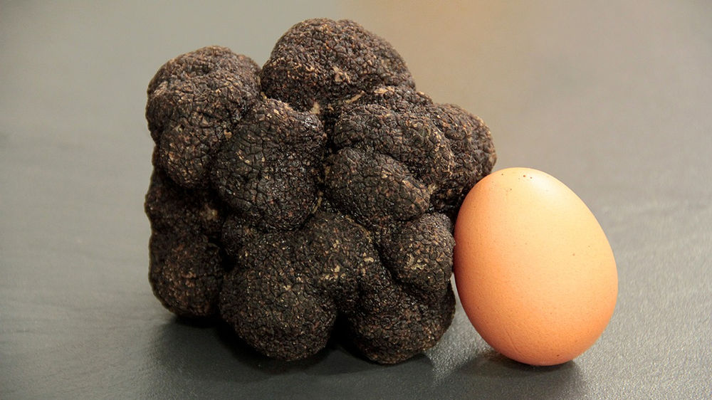 La Truffe symbolisme