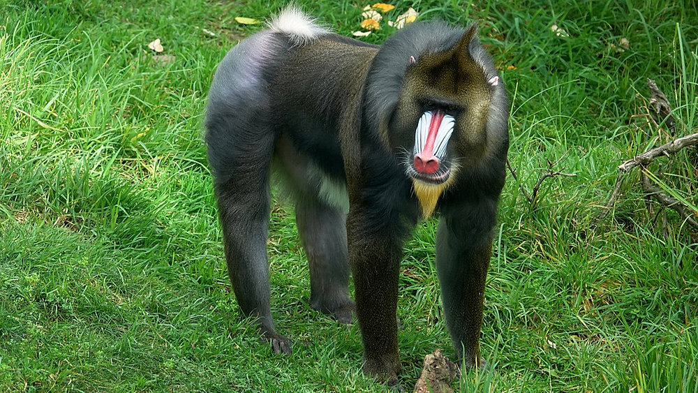 Le Mandrill symbolisme