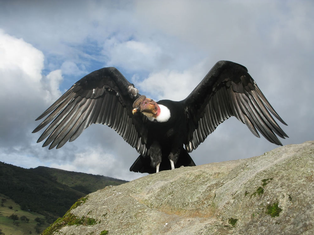 Le Condor symbolisme