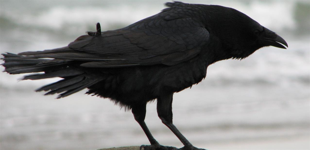 Le Corbeau symbolisme