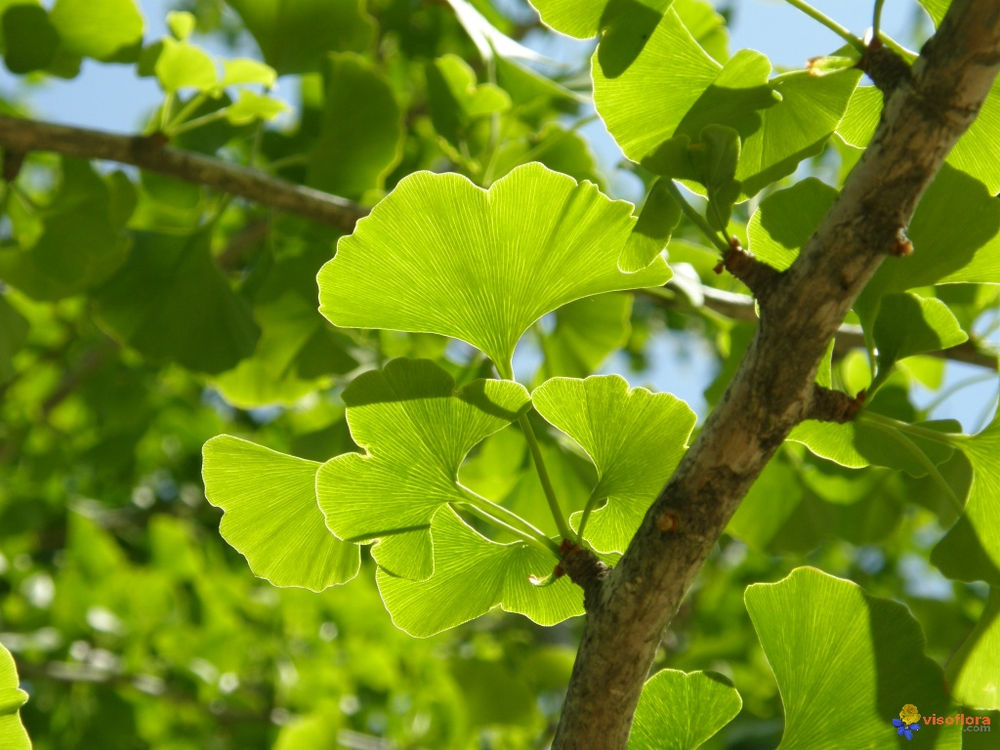 Le Ginkgo biloba symbolisme