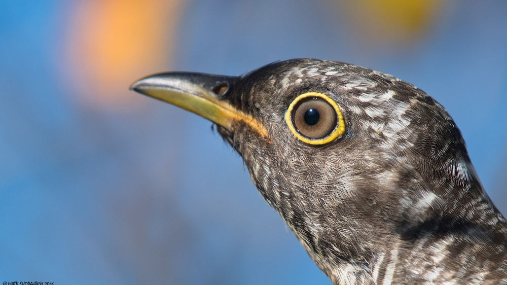 Le Coucou (oiseau) symbolisme