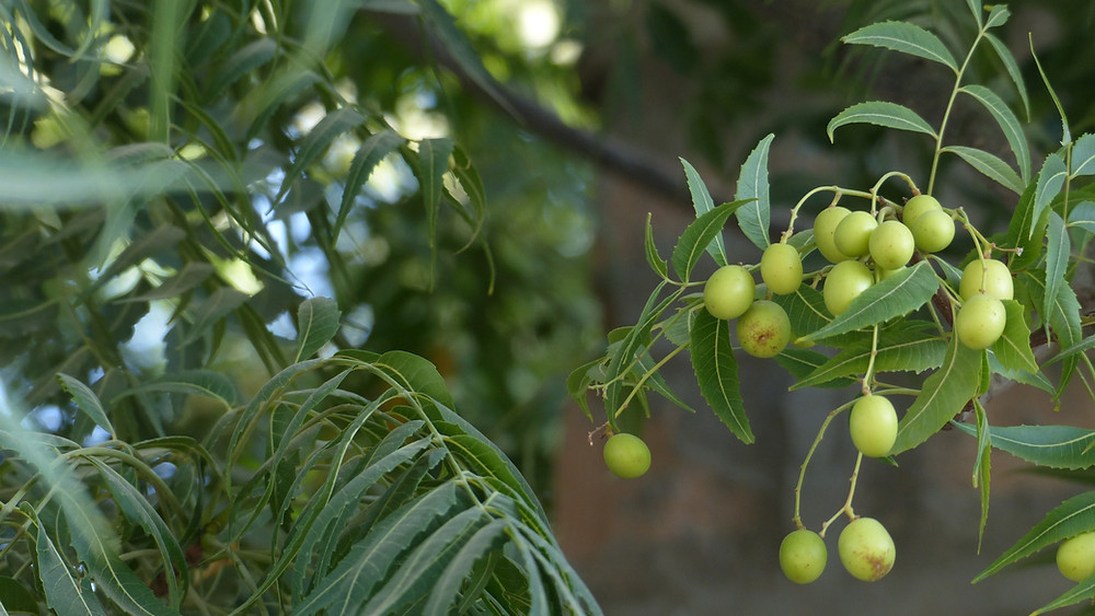 Le Margousier symbolisme