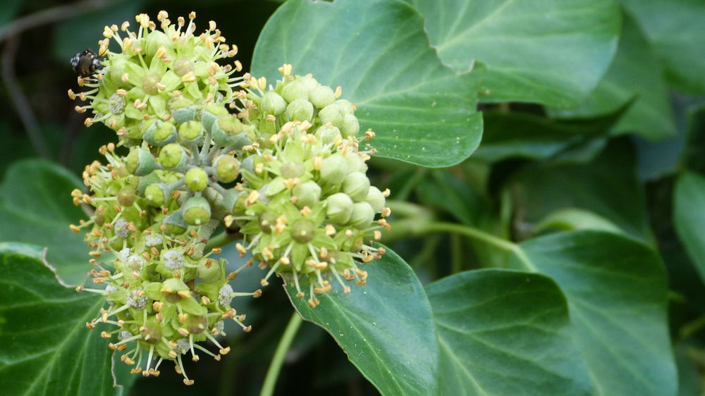 Le Lierre symbolisme