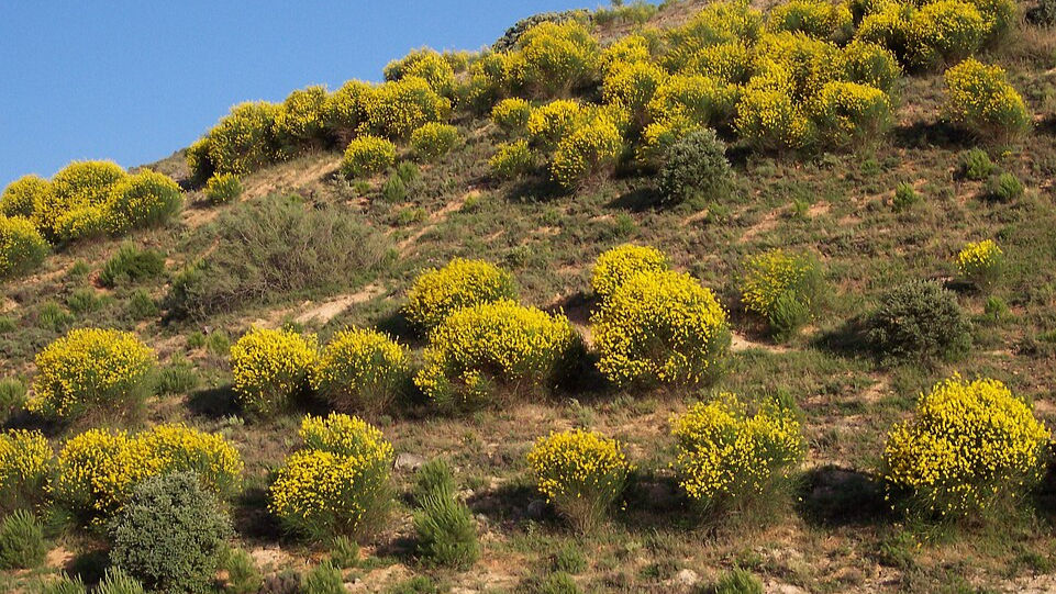 Le Genêt symbolisme