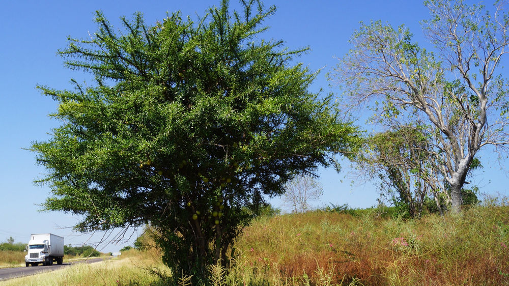 Le Calebassier symbolisme