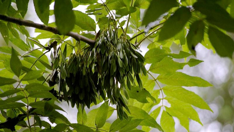 Le Frêne symbolisme