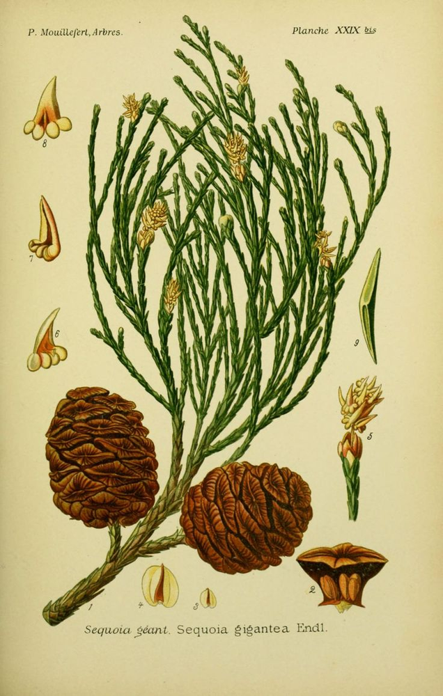 Le Séquoia symbolisme
