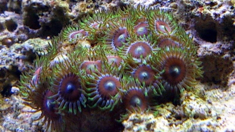 Le Corail symbolisme